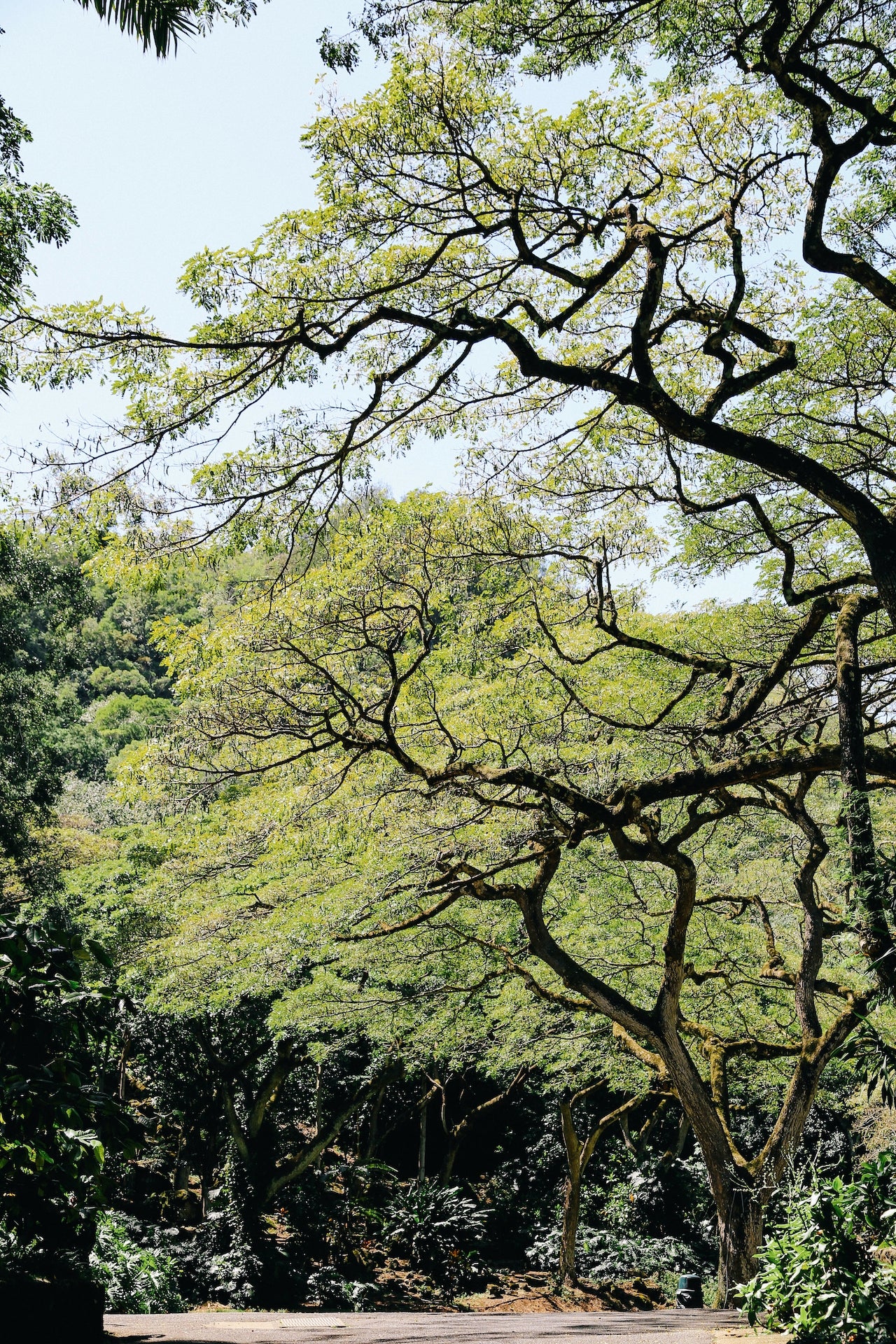 Kynd Hair – Skin-friendly braiding hair, made from plants